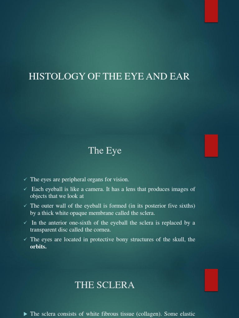 Eye and Ear Histology | PDF | Ear | Retina