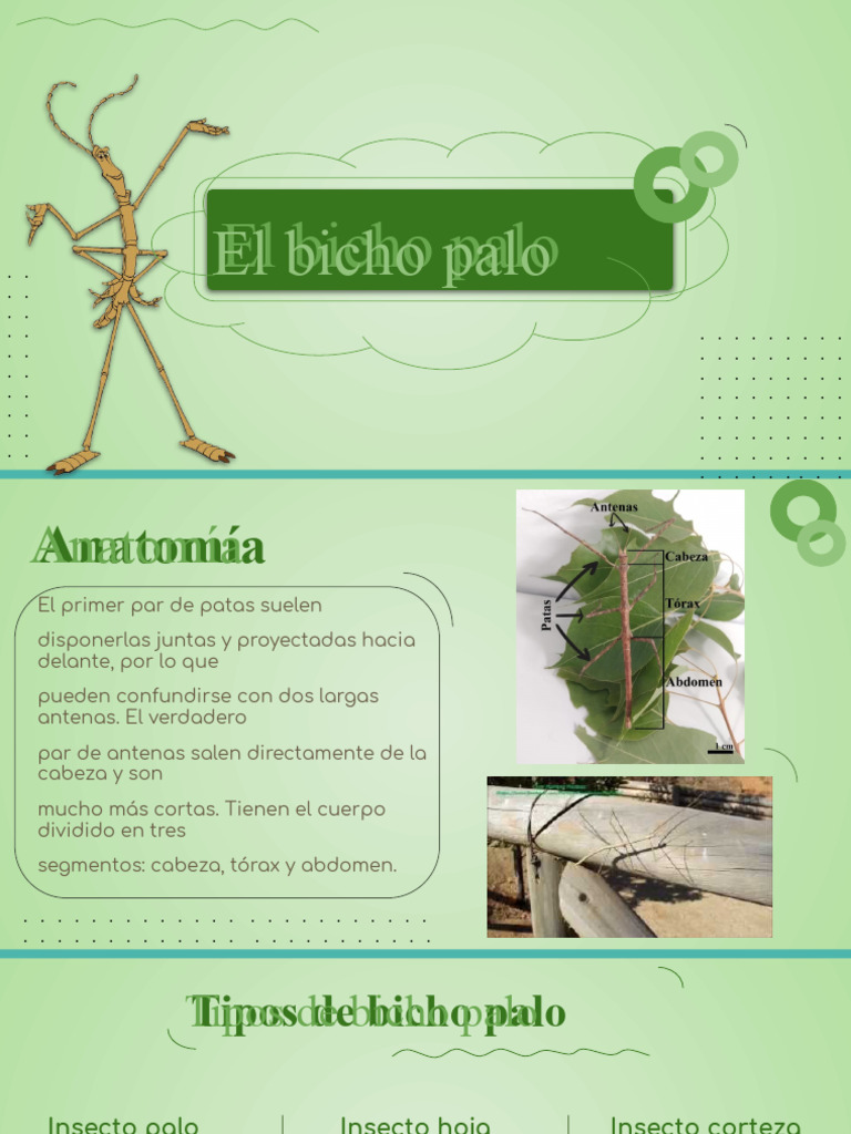 El Bicho Palo | PDF | Insectos | Reproducción