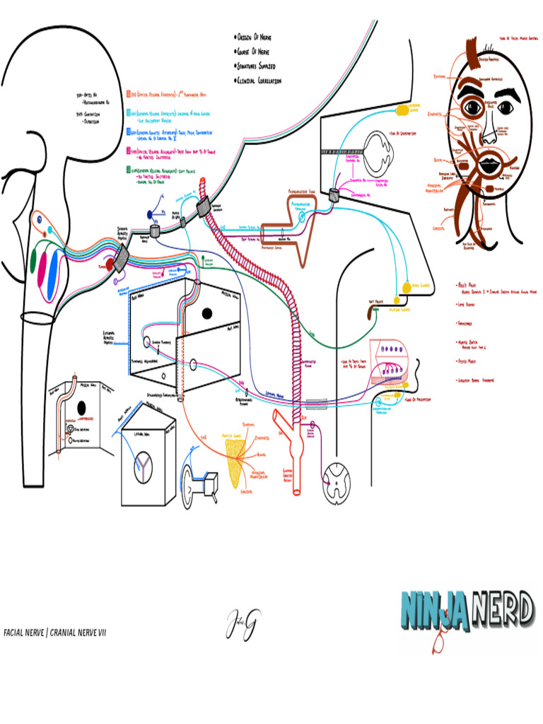 Neurology Physiology) 54 Cranial Nerves) Facial Nerve - Cranial Nerve ...