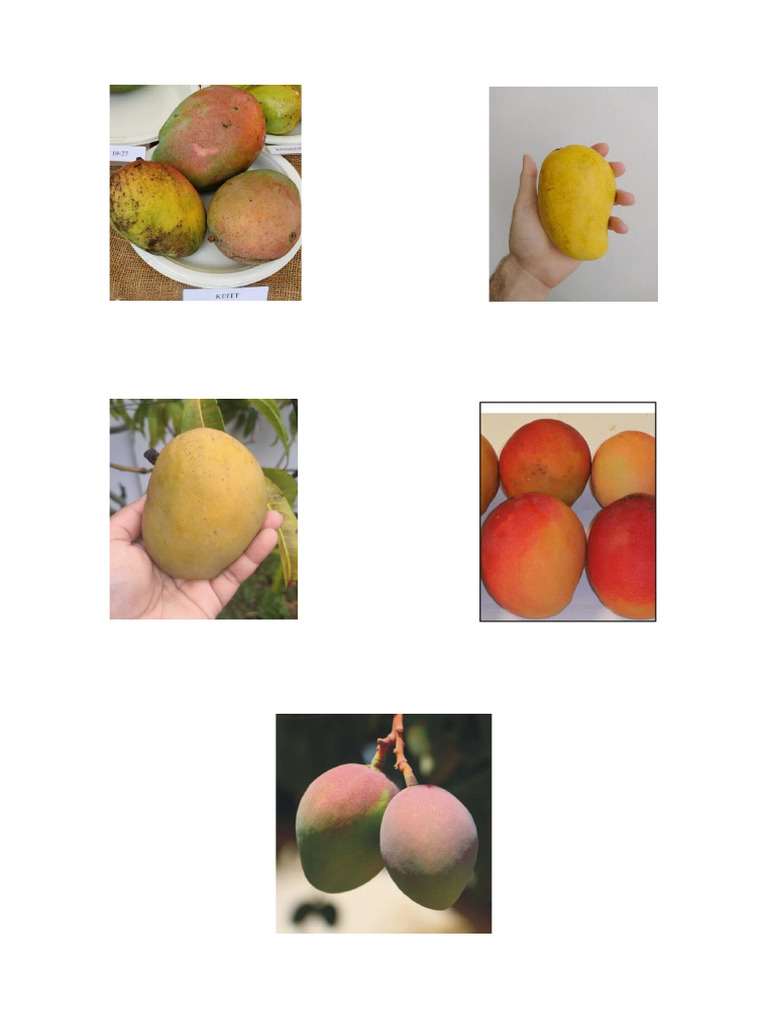 Variedades de Mango | PDF