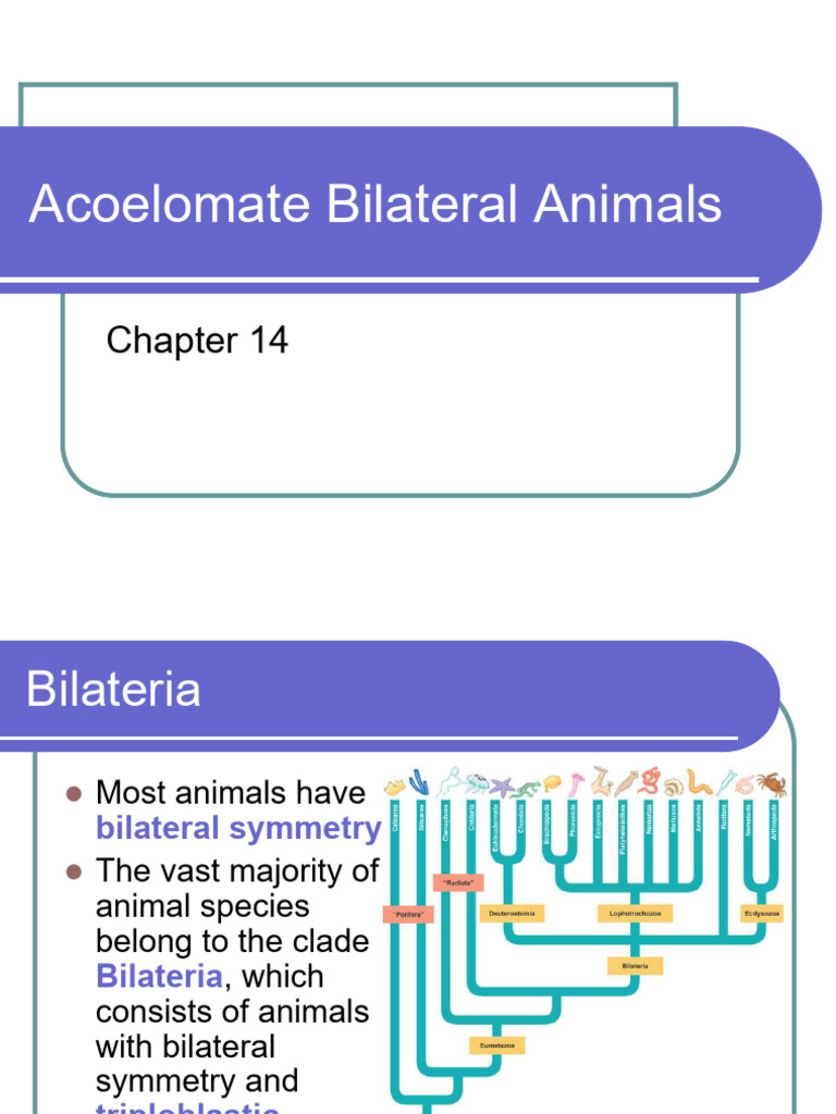 Acoelomate Animals in Bilateria | PDF | Organisms | Taxa