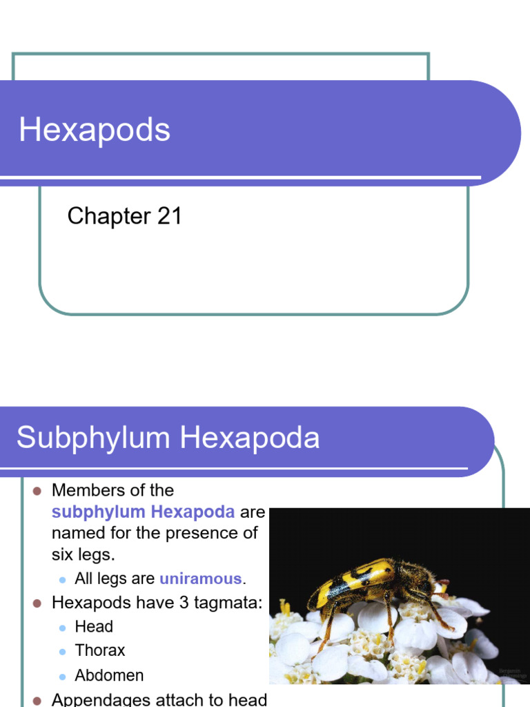 21 - Hexapods | PDF