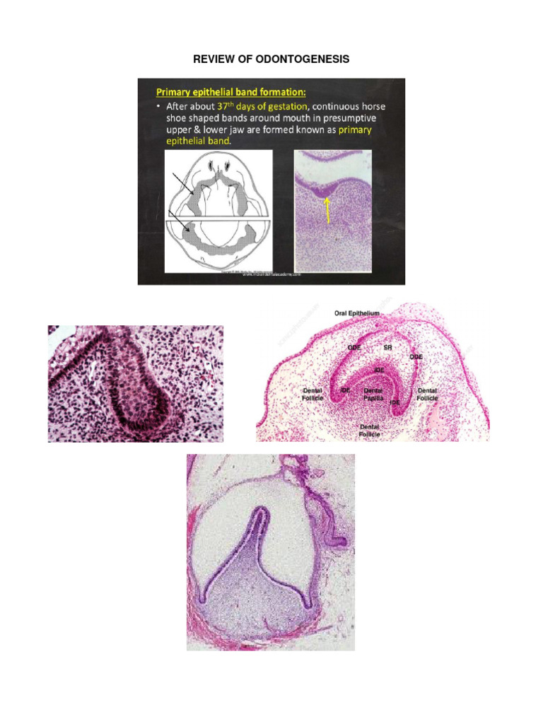 Oral Patho Lec Midterm Reviewer | PDF | Human Tooth | Tooth Enamel