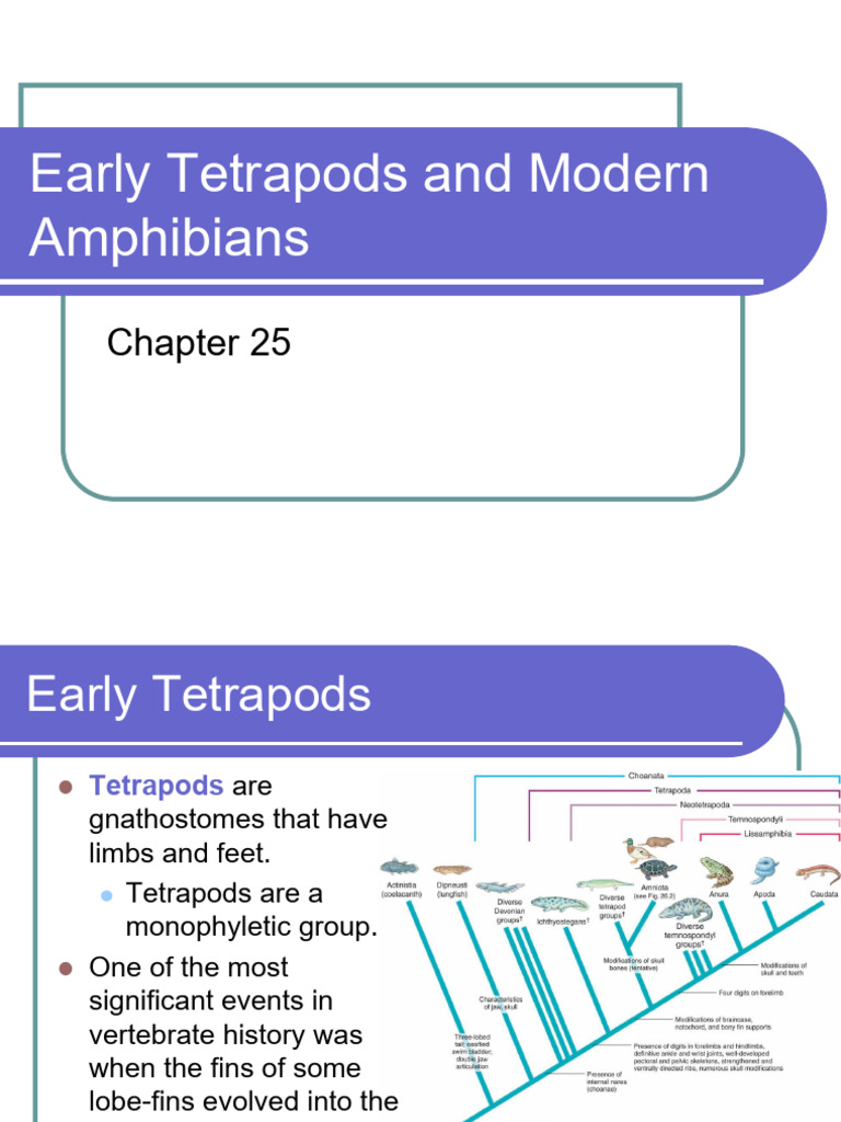Amphibians | PDF | Amphibian | Frog