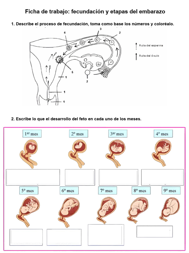 Ficha sobre fecundación y embarazo | PDF | Crecimiento personal y ...