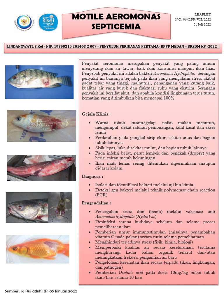 Penyakit Aeromonas pada Ikan Air Tawar | PDF