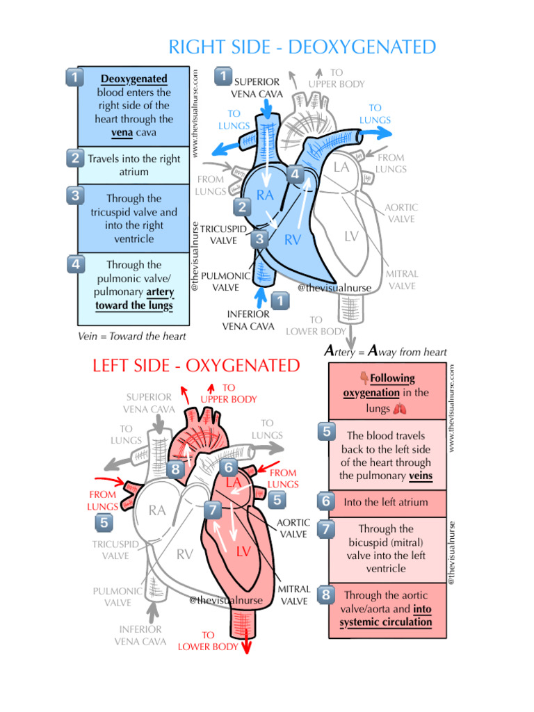 Right Versus Left BFTH | PDF | Heart Valve | Heart