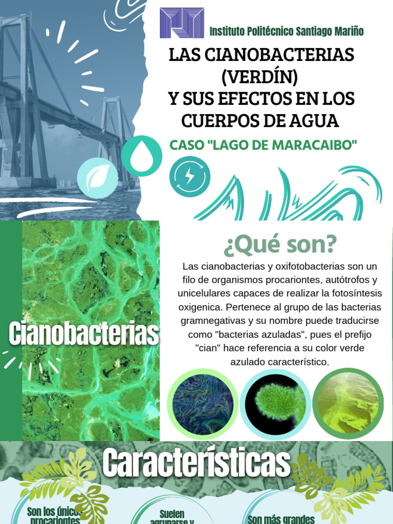 CIANOBACTERIAS Presentación Diapositiva | PDF | Cianobacterias ...