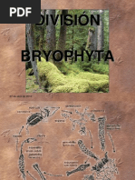 Glosario de briofitos y caulidios | PDF | Hoja | Plantas