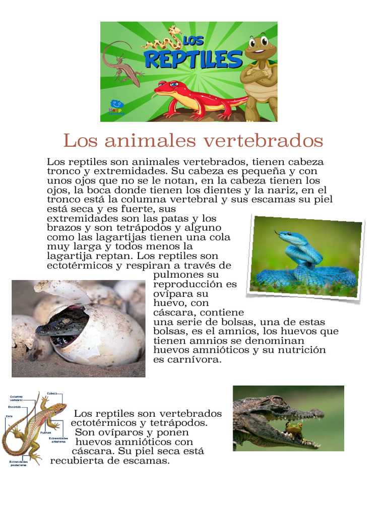 Los Animales Vertebrados | PDF | Vertebrados | Reptil