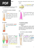 Anatomia Individual Dos Dentes Permanentes | PDF | Dente | Anatomia dental