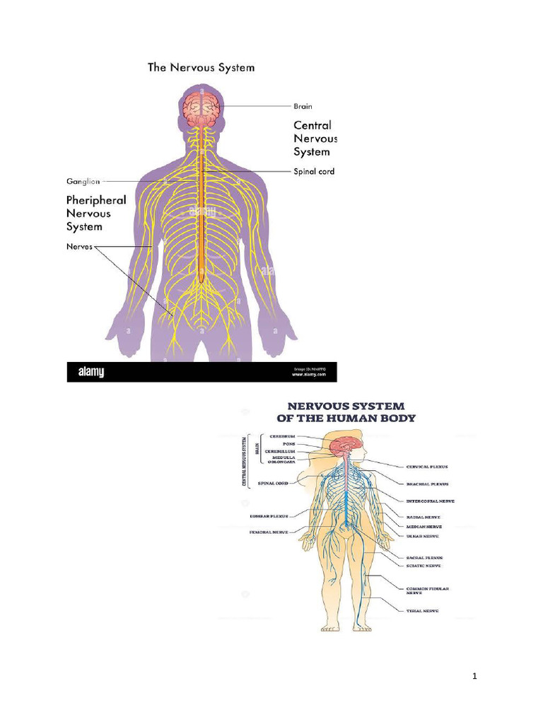Nervous Sys | PDF | Cerebrospinal Fluid | Axon