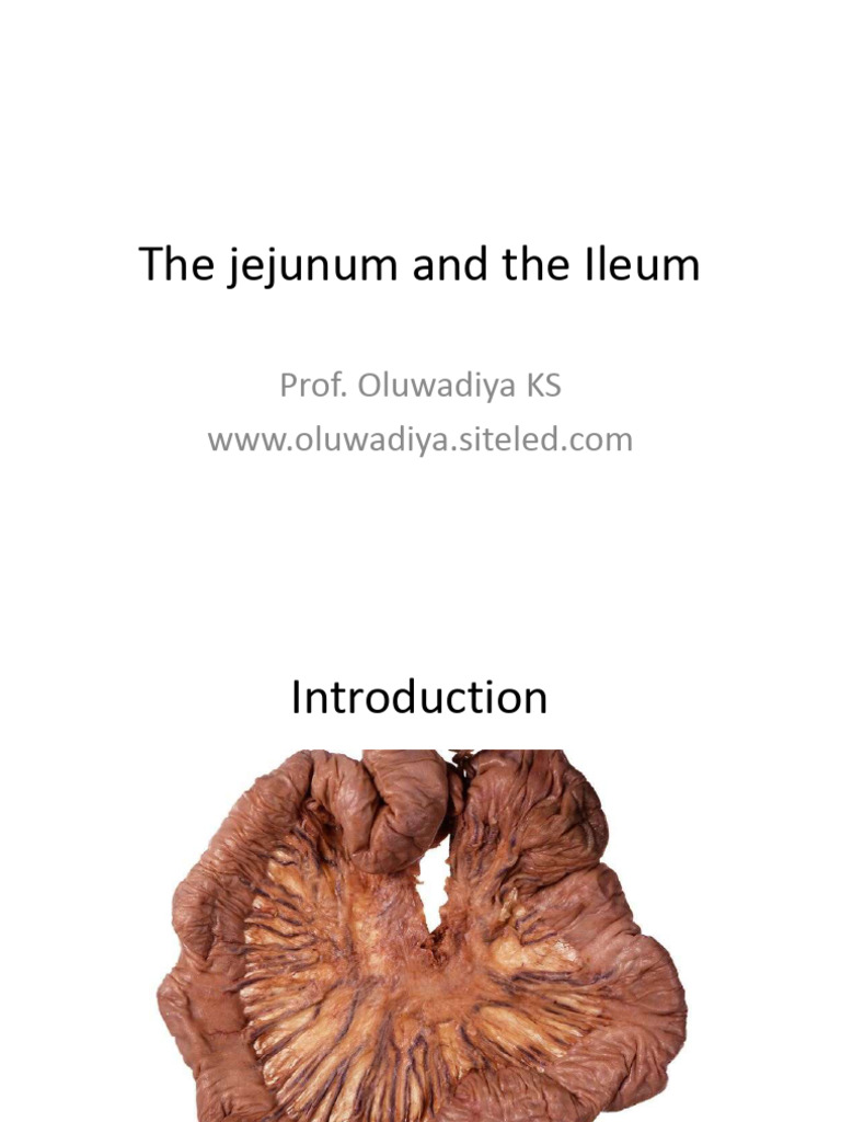 6 The Jejunum and The Ileum Diya | PDF | Gastrointestinal Tract | Aorta