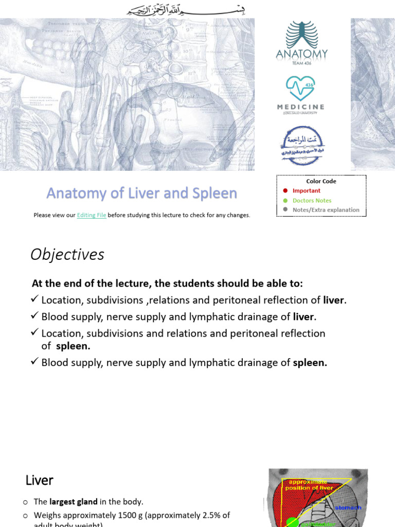 Anatomy of Liver and Spleen Overview | PDF | Wellness