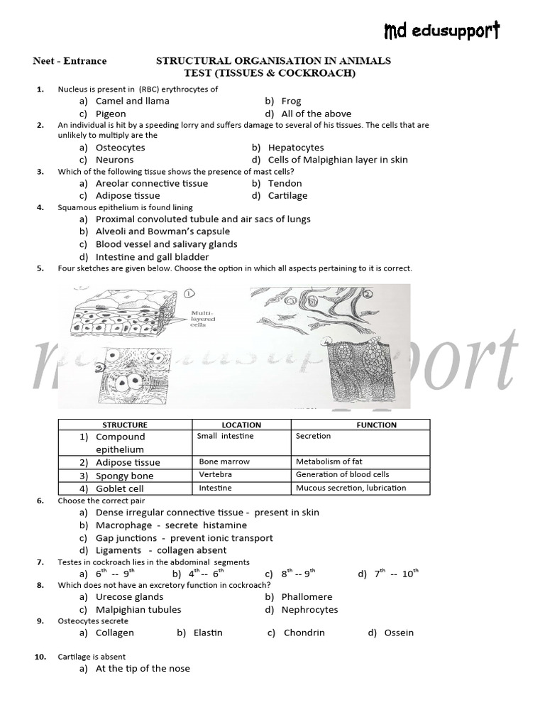 Neet Structural Organisation in Animals Test | PDF | Bone | Connective ...