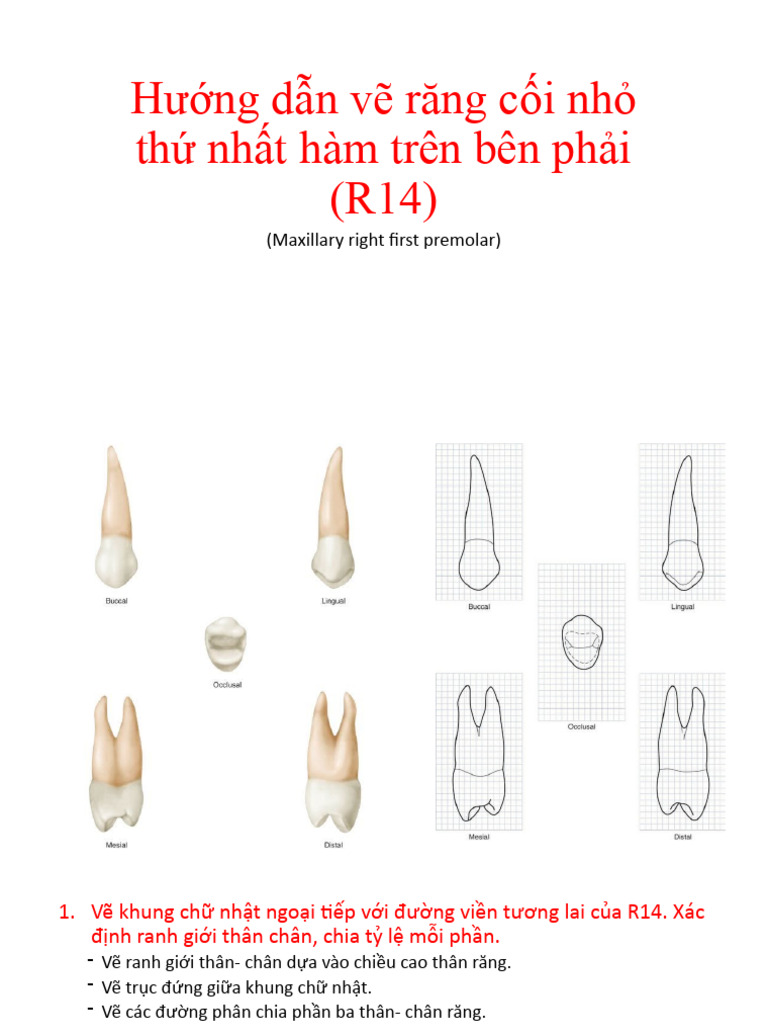 r14 vẽ | PDF