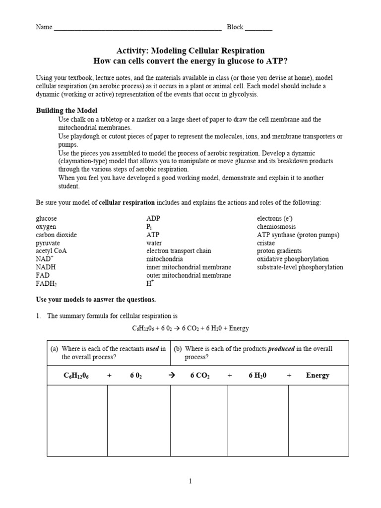 Activity Modeling Cell Respiration | PDF | Cellular Respiration ...