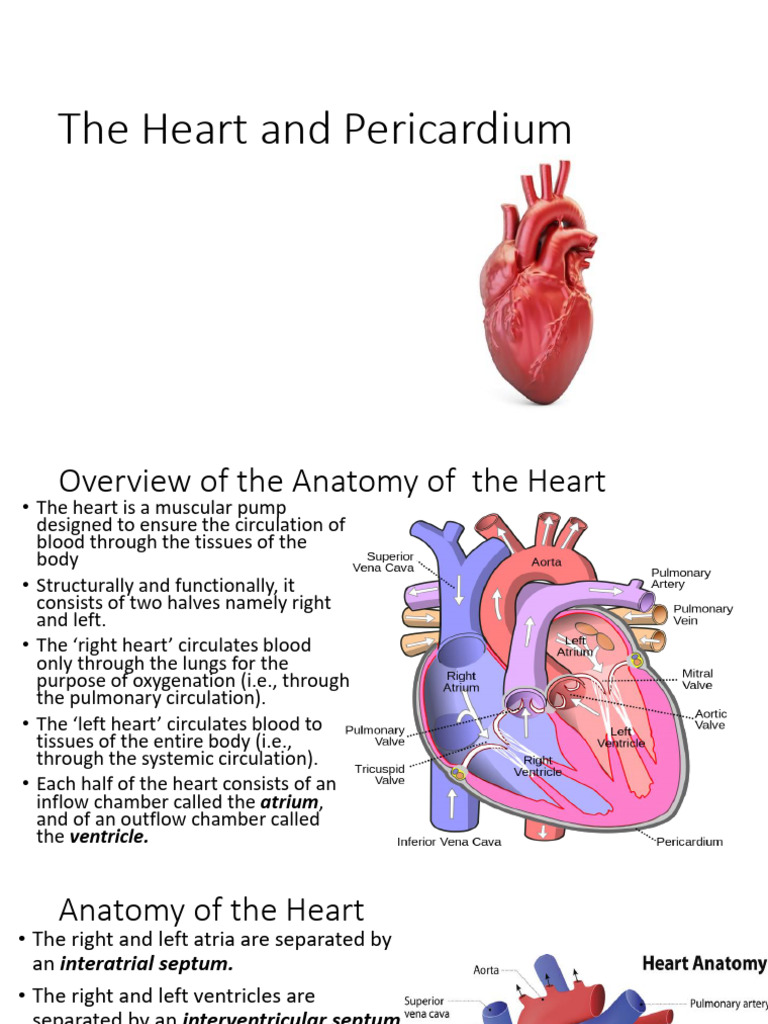 Anatomy of the Heart and Pericardium | PDF | Heart Valve | Atrium (Heart)