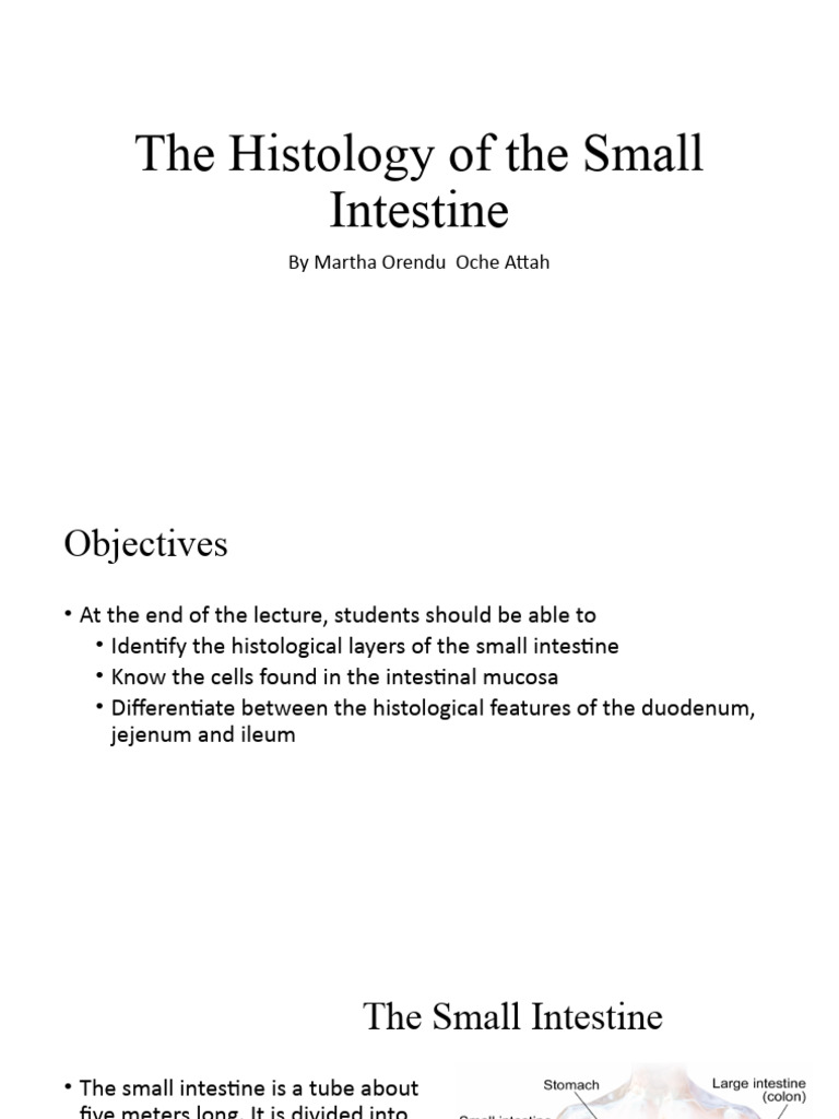 The Histology of The Small Intestine | PDF | Small Intestine | Epithelium