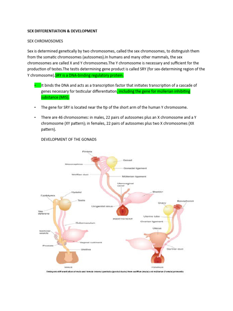 Reproduction Student Material | PDF | Testicle | Sexual Anatomy