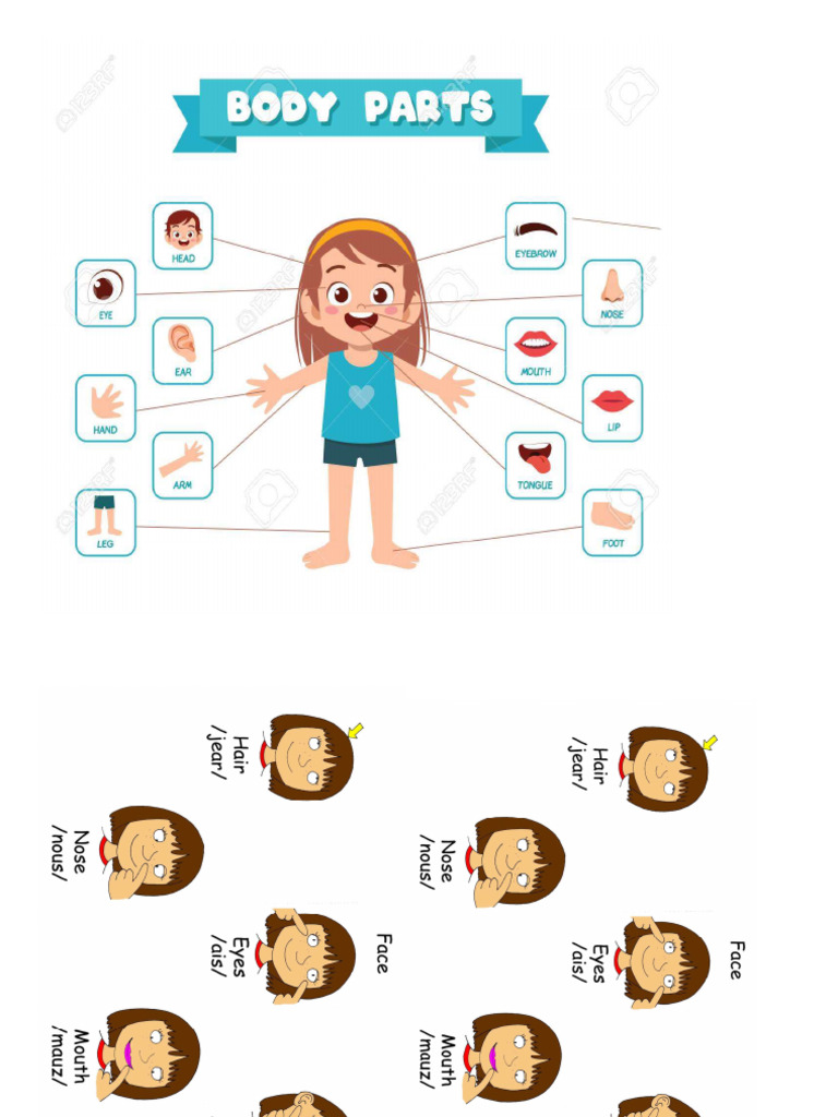 Body Parts | PDF