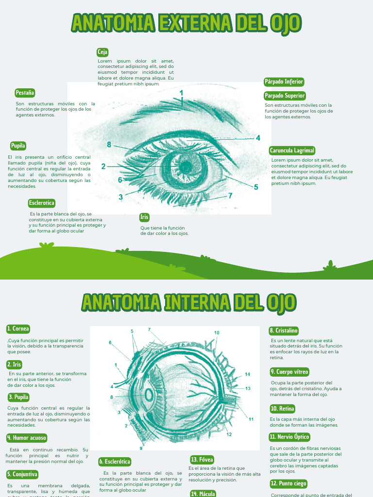 Anatomía y Funciones del Ojo | PDF | Ojo humano | Ojo