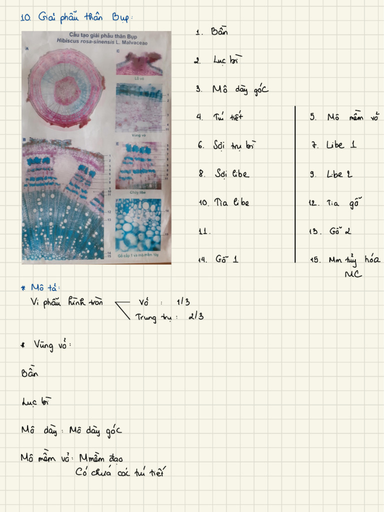 Lipantin Usage and Applications | PDF