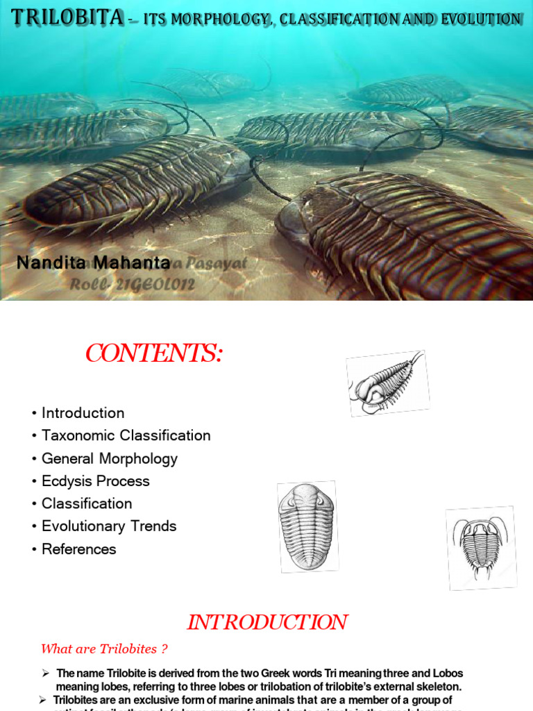 Trilobite | PDF | Paleozoic First Appearances