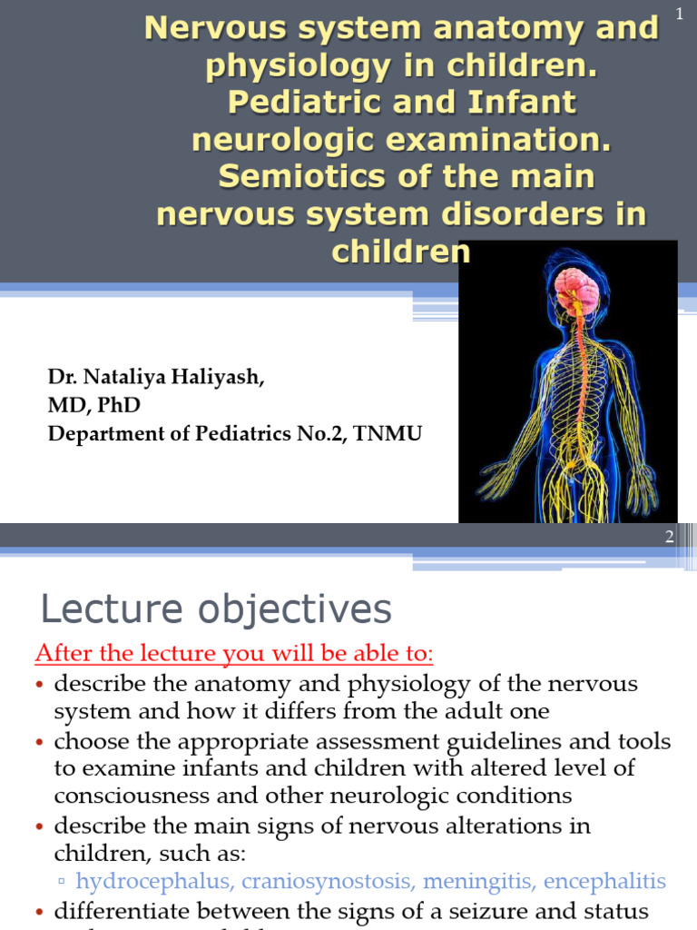 Pediatric Nervous System Anatomy & Exam | PDF | Epilepsy | Anatomy