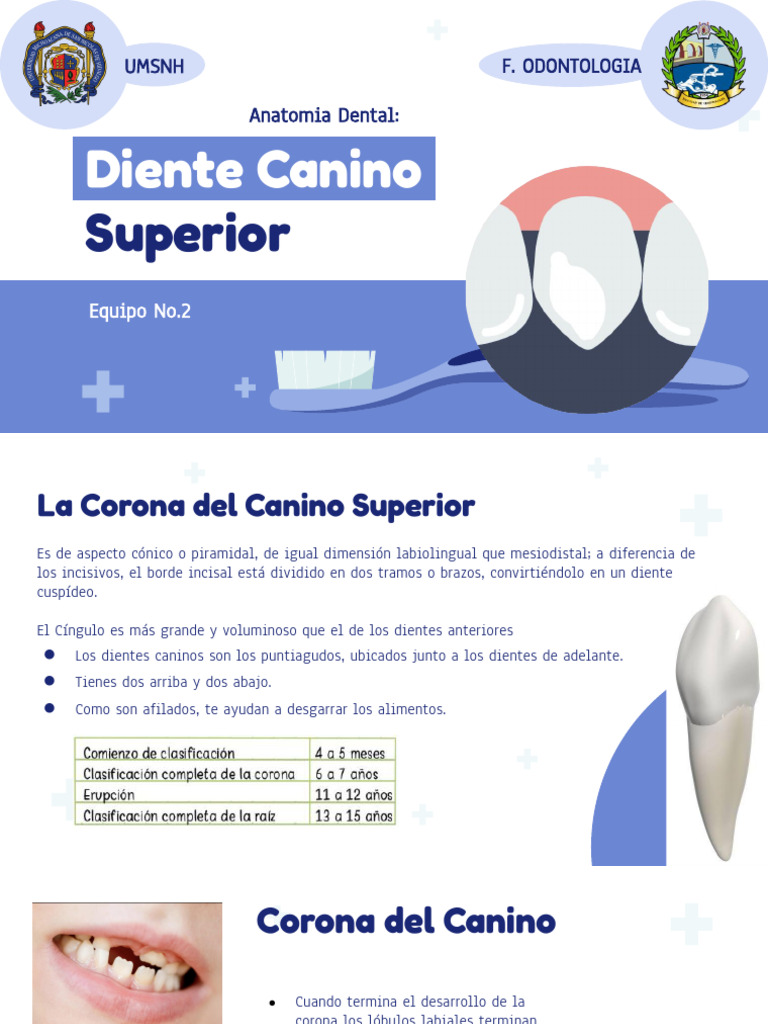 Diente Canino Superior | PDF