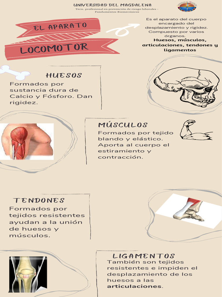 Infografia de Aparato Locomotor | PDF | Músculo esquelético | Articulación
