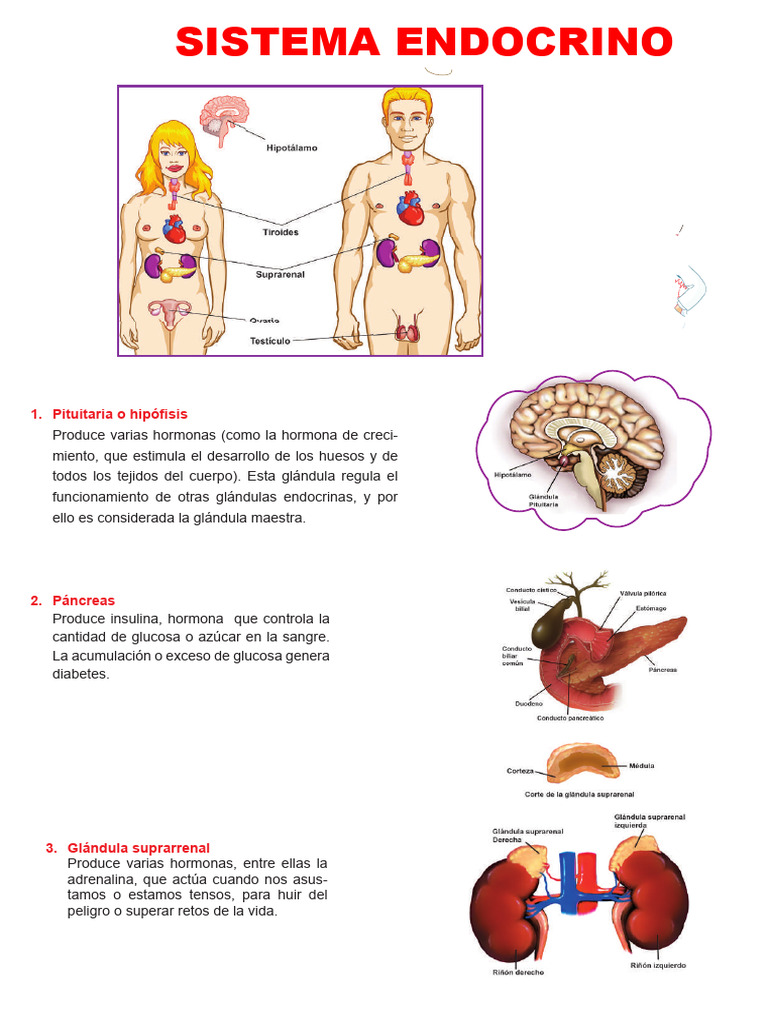 Sistema-endocrino IMPRIMIR | PDF | Hormona | Sistema endocrino