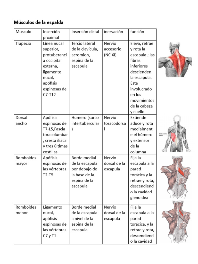 Anatomía de los músculos de la espalda | PDF | La columna vertebral ...
