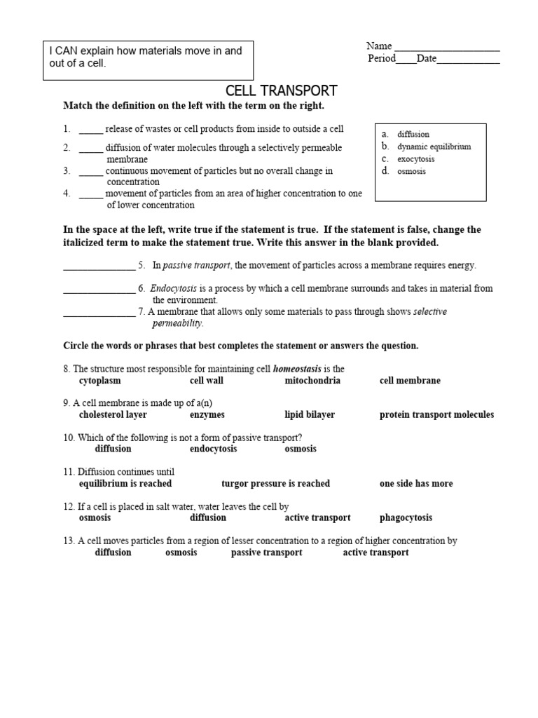 2015 Cell Transport Worksheet | PDF