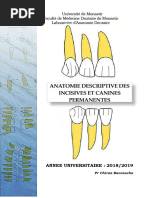 Anatomie de la Face Occlusale Dentaire | PDF | Dent humaine | Arts du ...