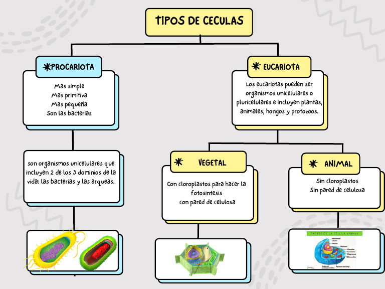 Tipos de Celula | PDF