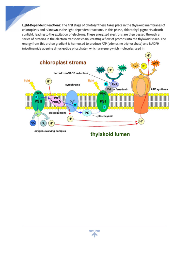 Photosynthesis: Light Reactions Explained | PDF