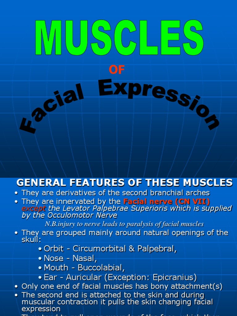 The Muscles of Facial Expression | PDF | Lip | Human Anatomy