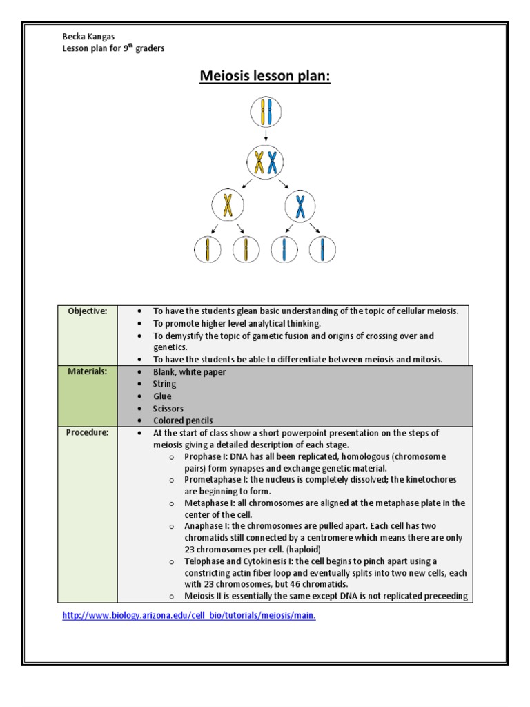 Meiosis Lesson Plan (Project II) | PDF