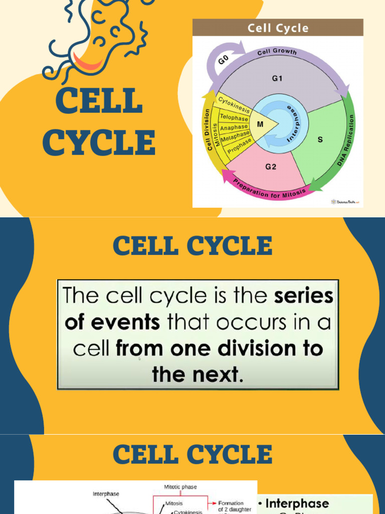 Cell Cycle Pdf