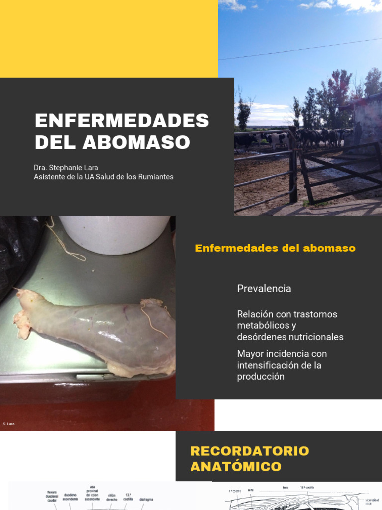 Enfermedades Del Abomaso 2022 | PDF