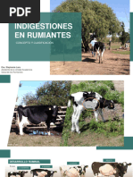 Anatomia y Fisiologia Del Rumen | PDF | Rumiante | Digestión