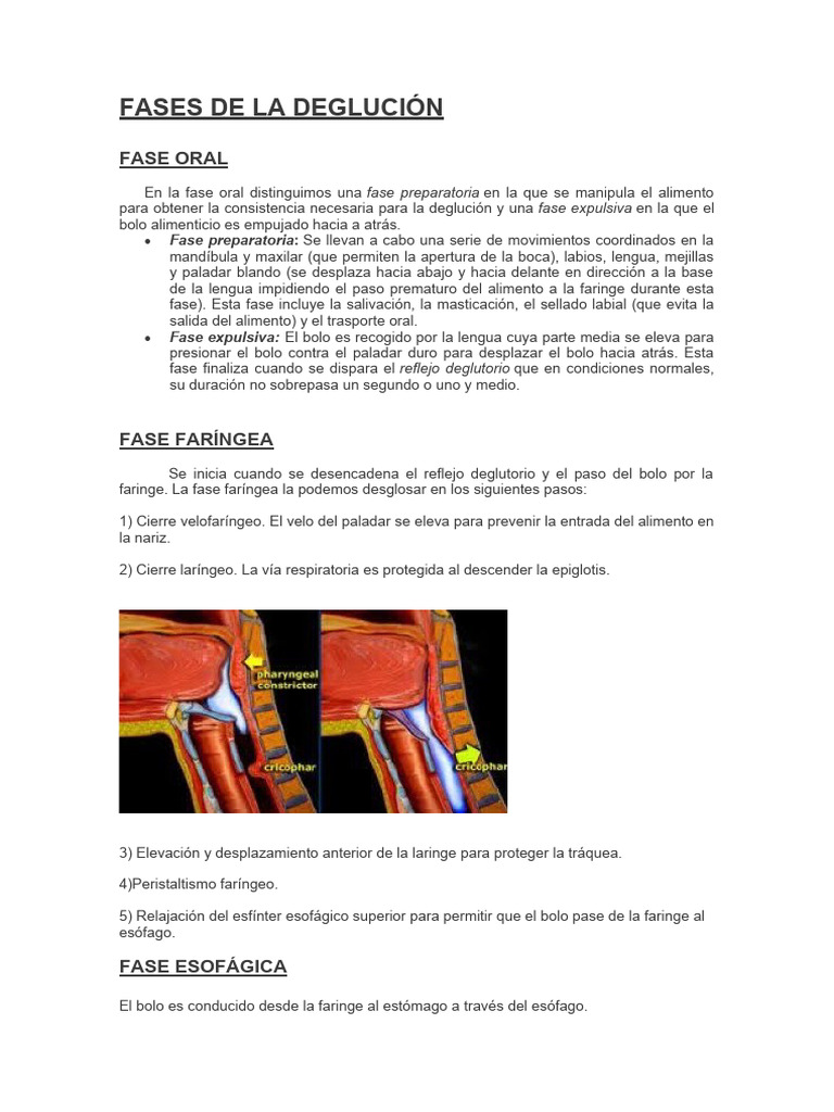 Fases de La Deglución | PDF