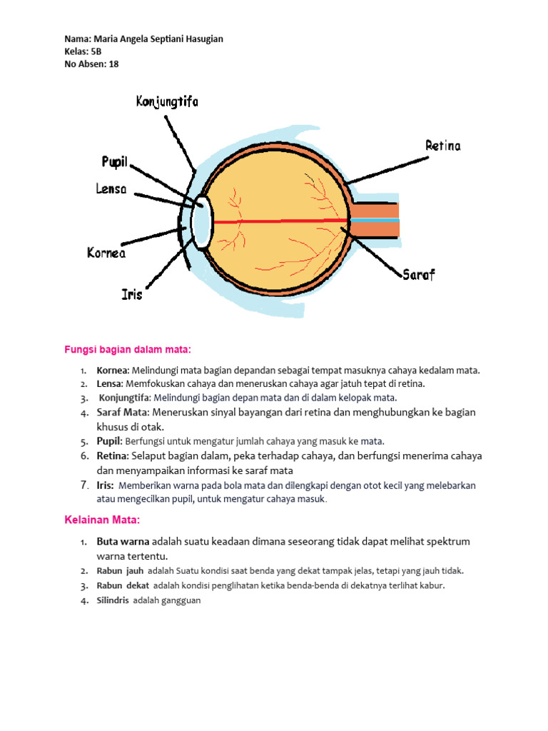 Fungsi Bagian Dalam Mata Angel 5B 17 | PDF