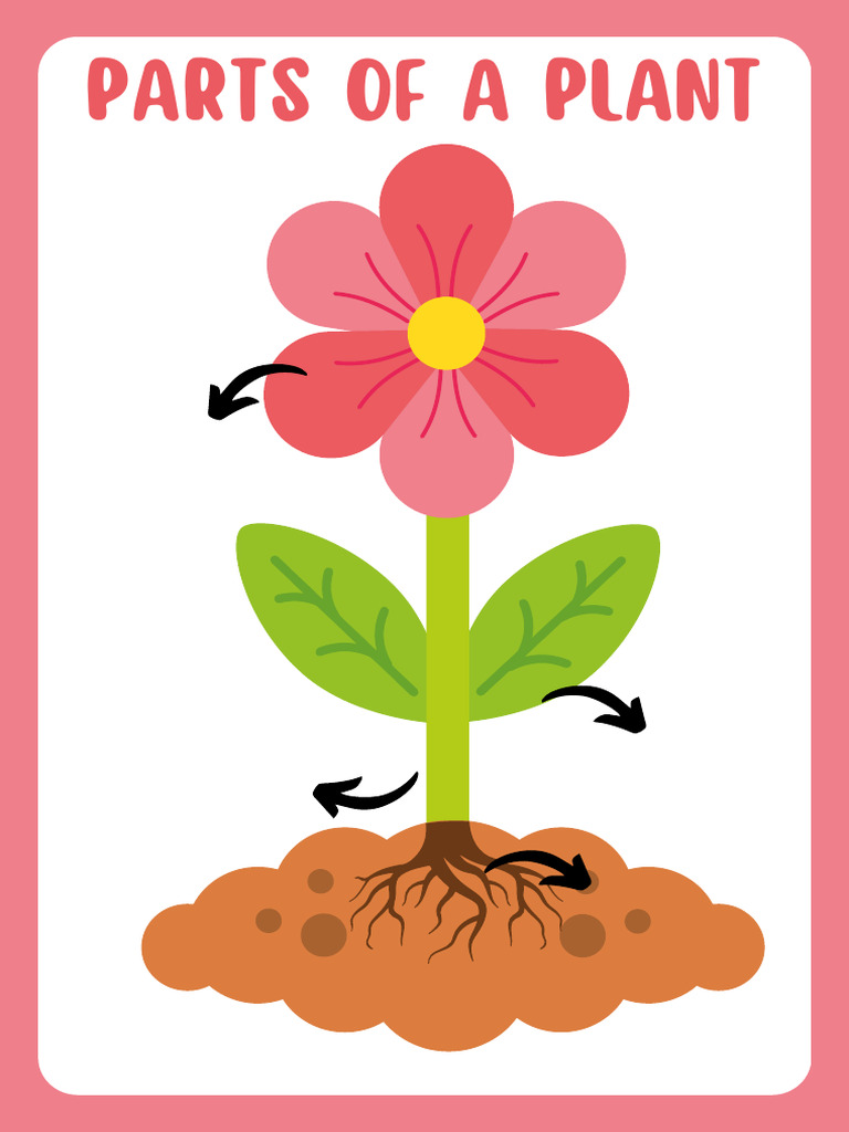 Parts Of A Plant Printables