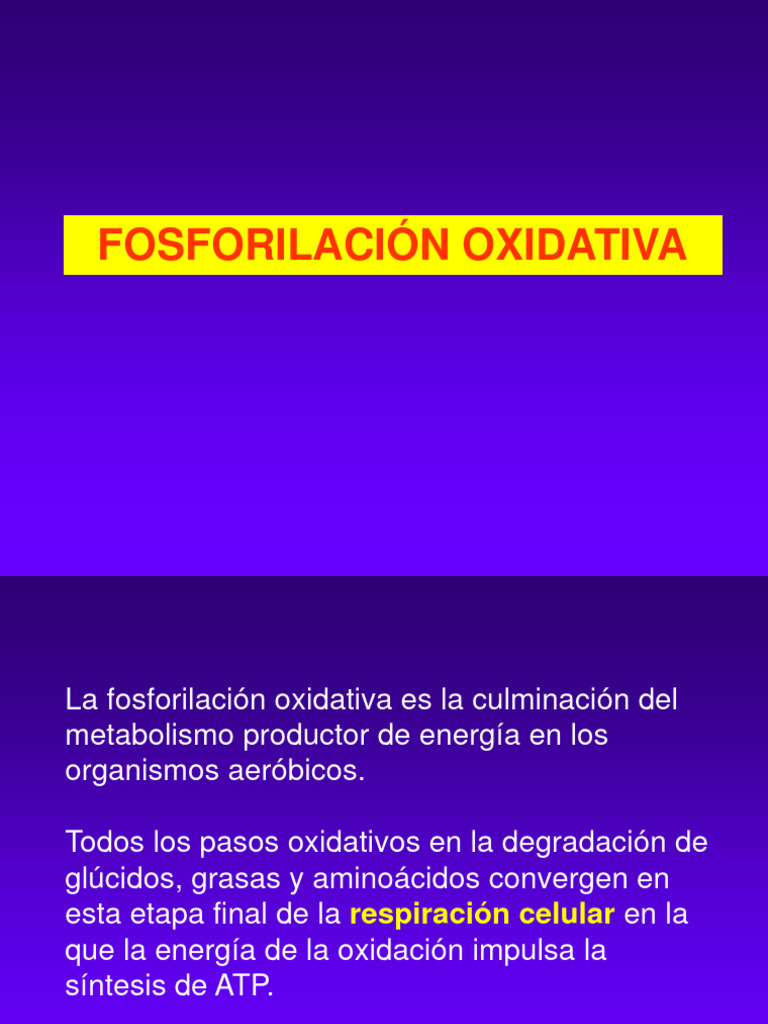 10 Fosforilacion Oxidativa | PDF | Trifosfato de adenosina | Cadena de transporte de electrones