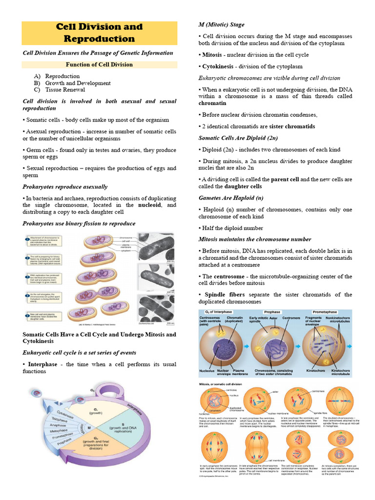 Cell Division and Reproduction | PDF | Meiosis | Mitosis