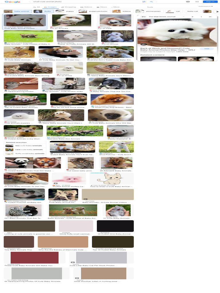 Small Cute Animal Photo - Google Search | PDF | Domesticated Animals