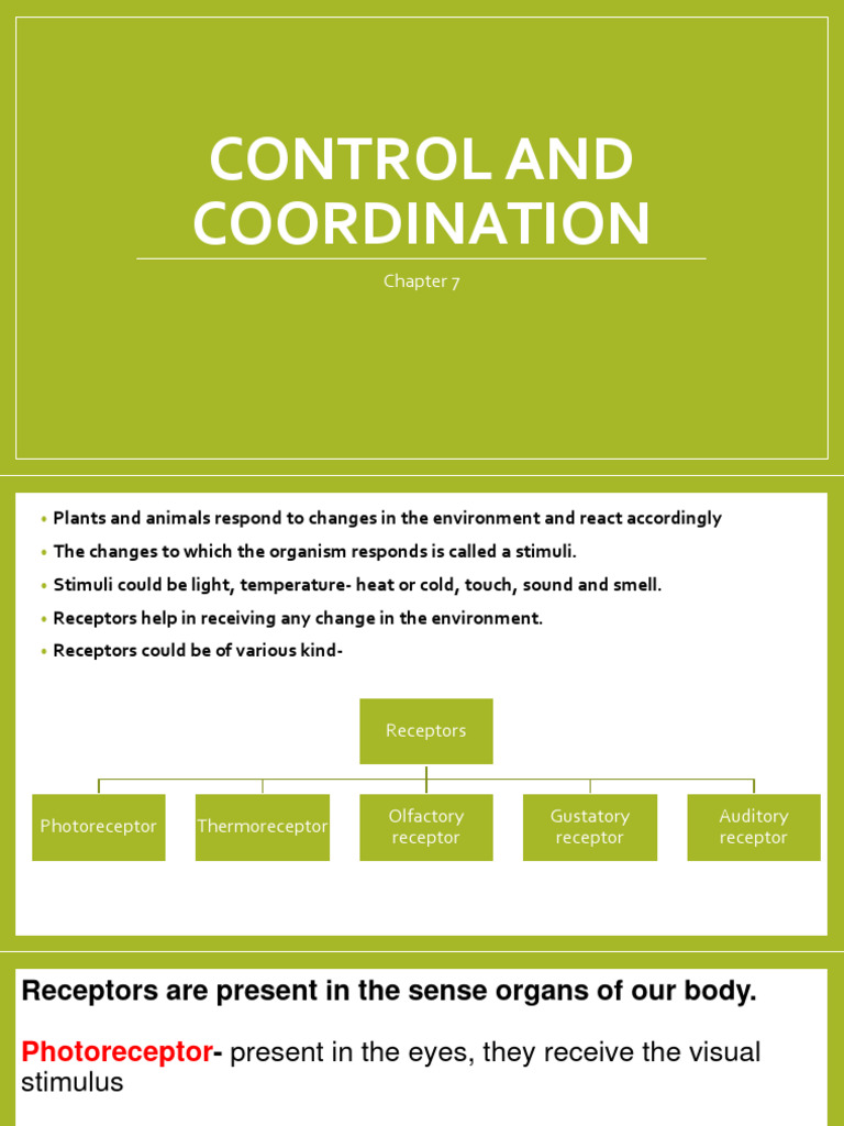 Control and Coordination | PDF | Neuron | Axon
