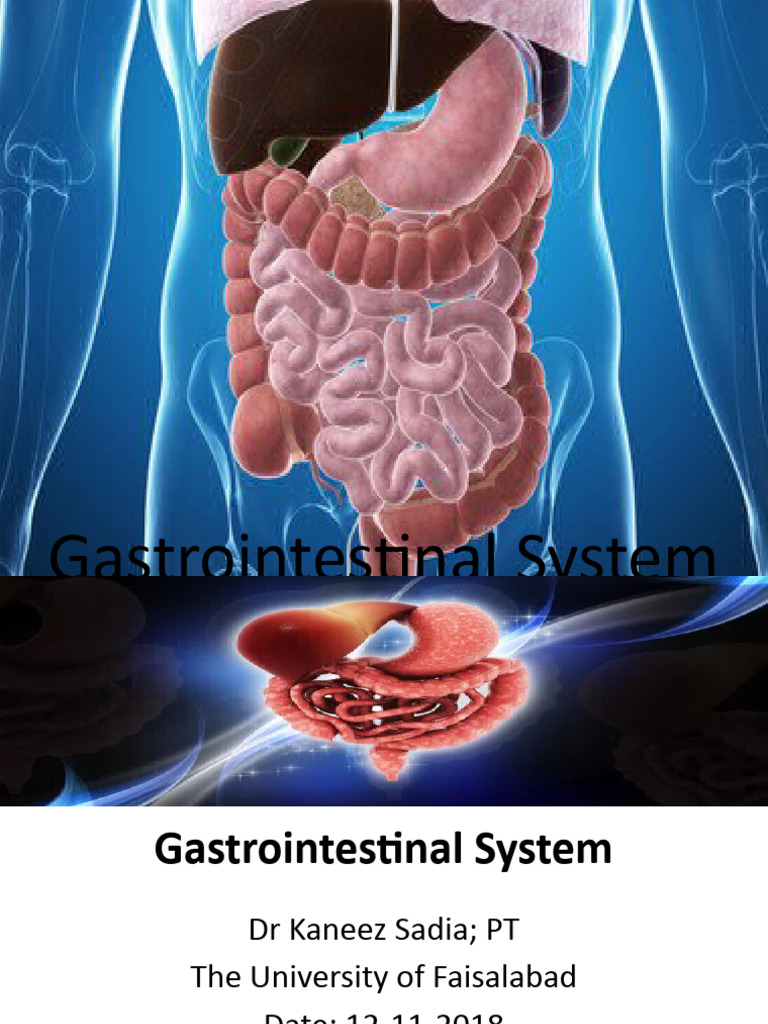 Gastrointestinal System | PDF | Esophagus | Medicine